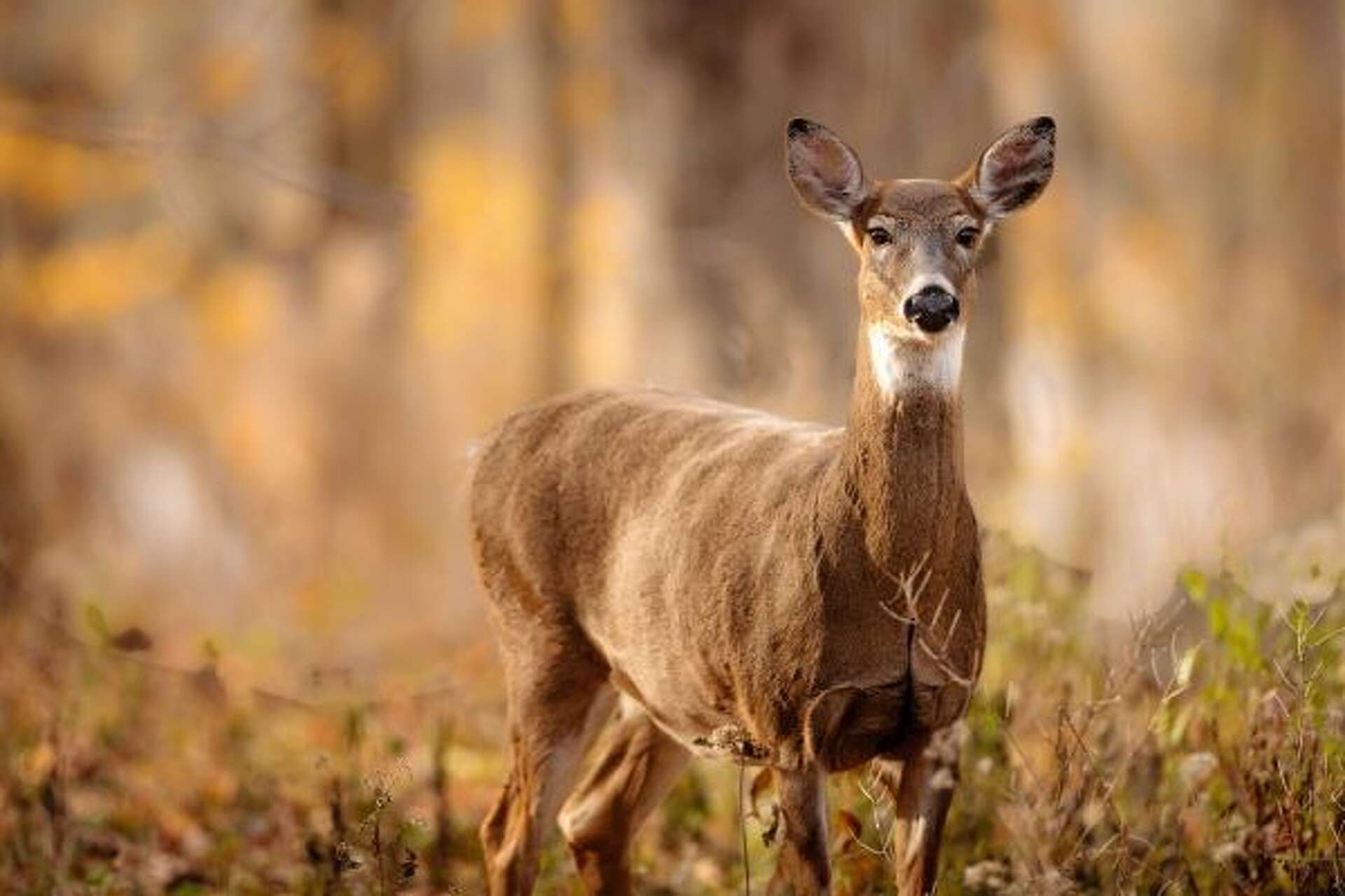Michigan DNR offers 10 tips for deer hunters before season starts