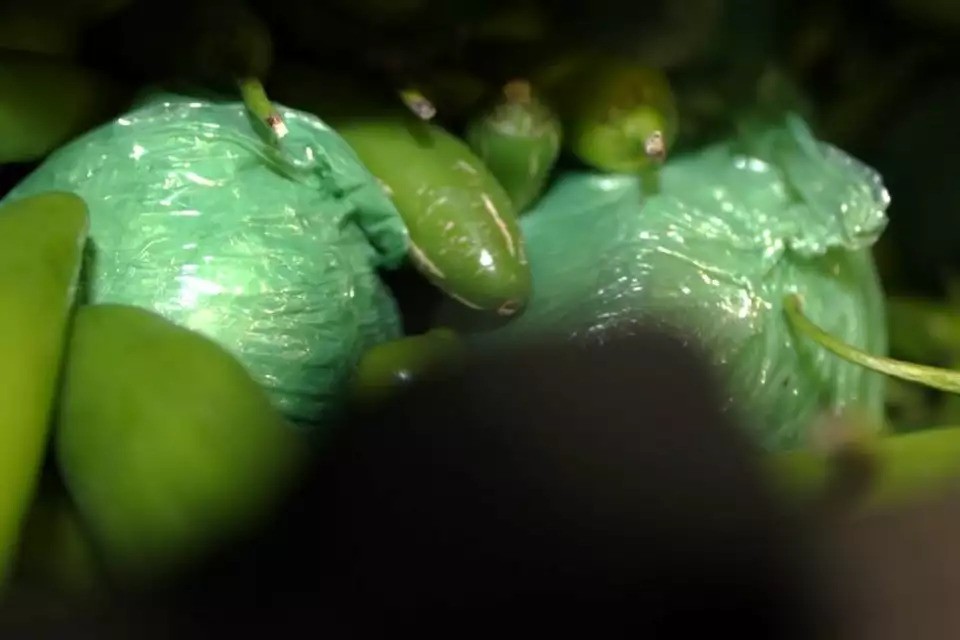 Over $31 million of meth found in peppers in Texas