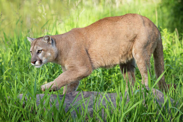 'Rare' mountain lion sightings on repeat in North Texas
