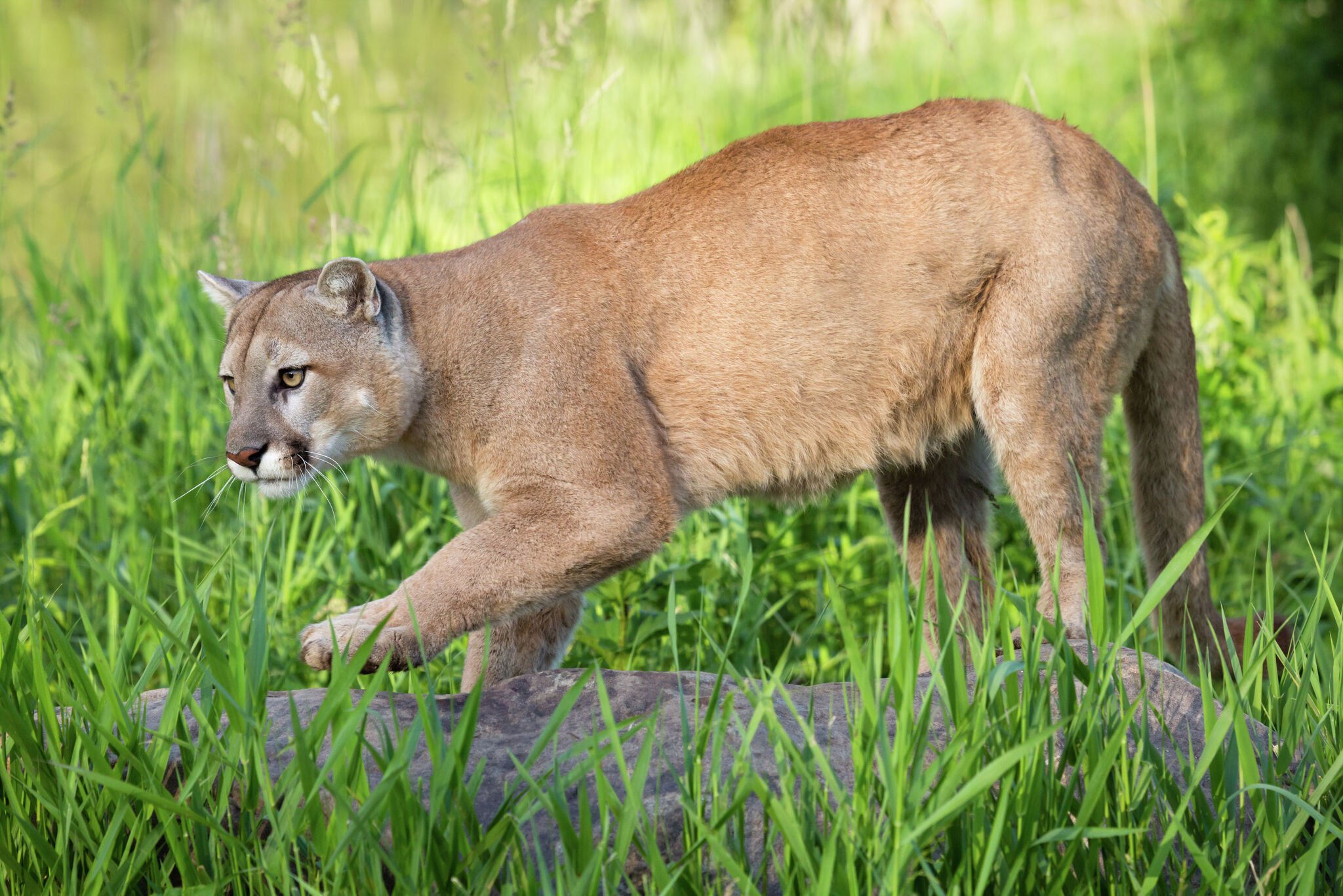 'Rare' mountain lion sightings on repeat in North Texas