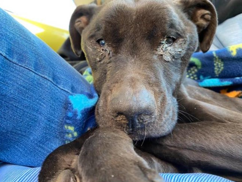 Hamden animal rescue raising money for 'severely neglected' dog