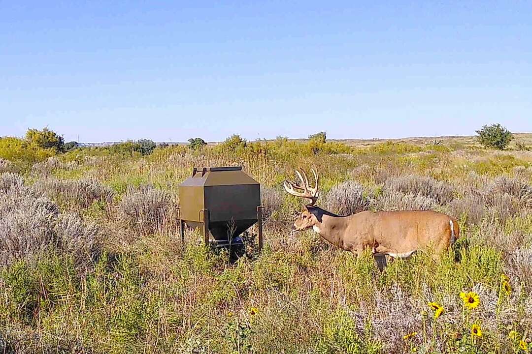 Texas hunting ranch once owned by T. Boone Pickens hits market