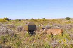 Texas hunting ranch once owned by T. Boone Pickens hits market
