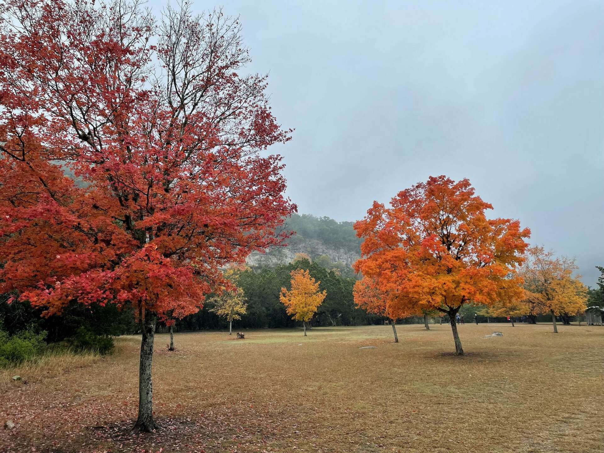 Texas Fall Foliage Report