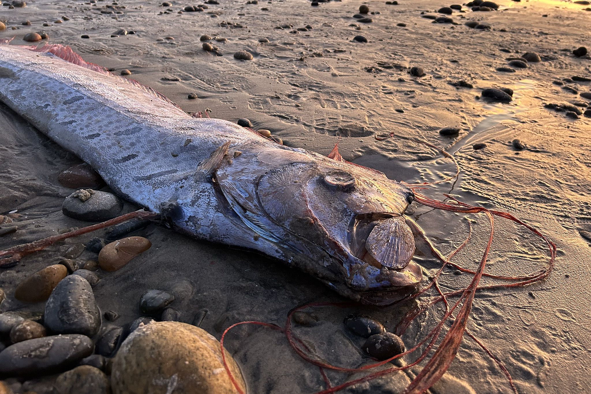 A new 'doomsday fish' washed ashore in Calif. Experts don't know why.