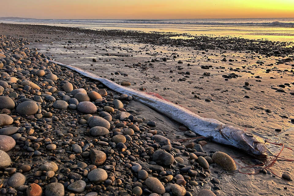 A new 'doomsday fish' washed ashore in Calif. Experts don't know why.