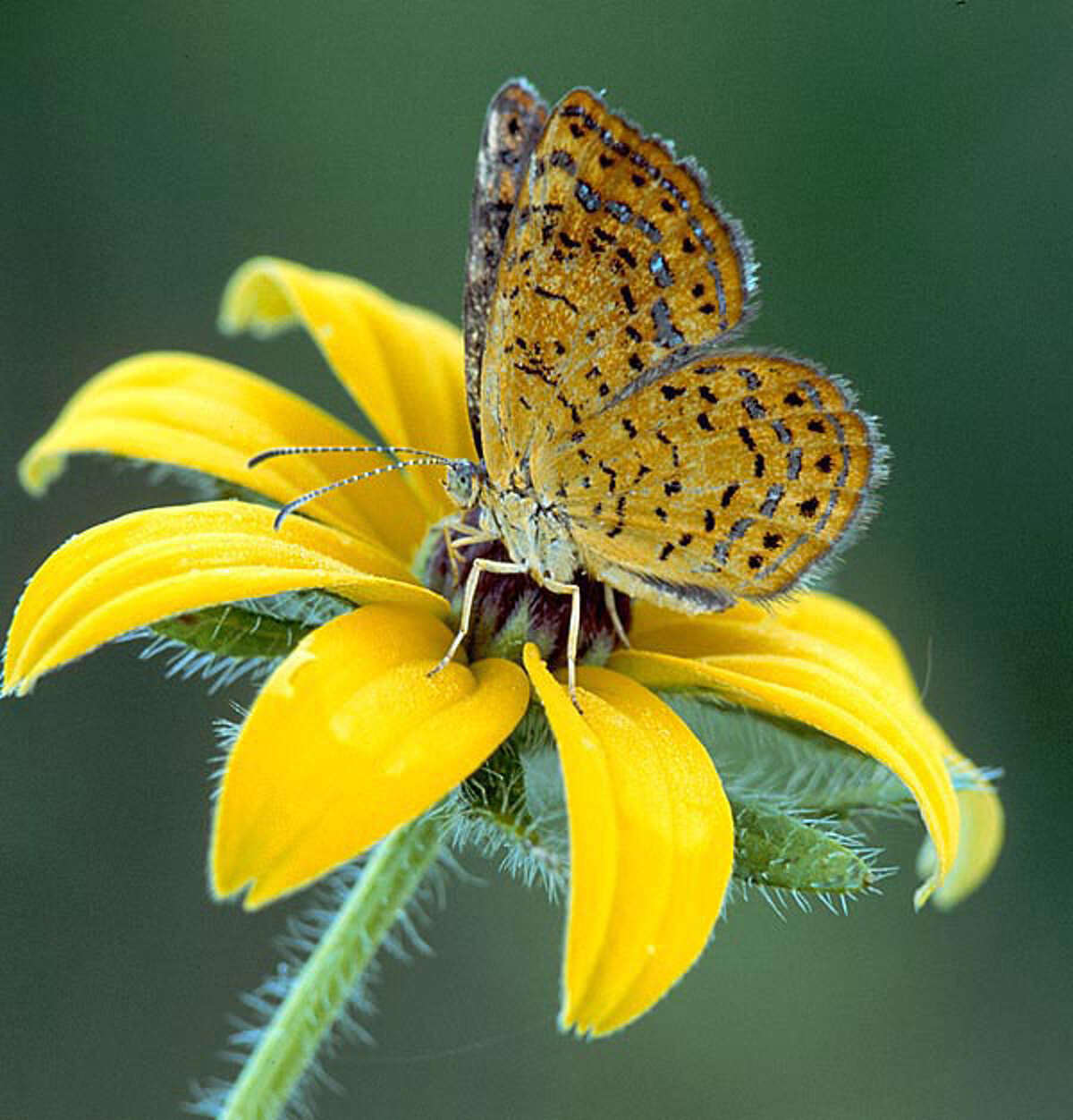 Bethel woodland helps save a butterfly