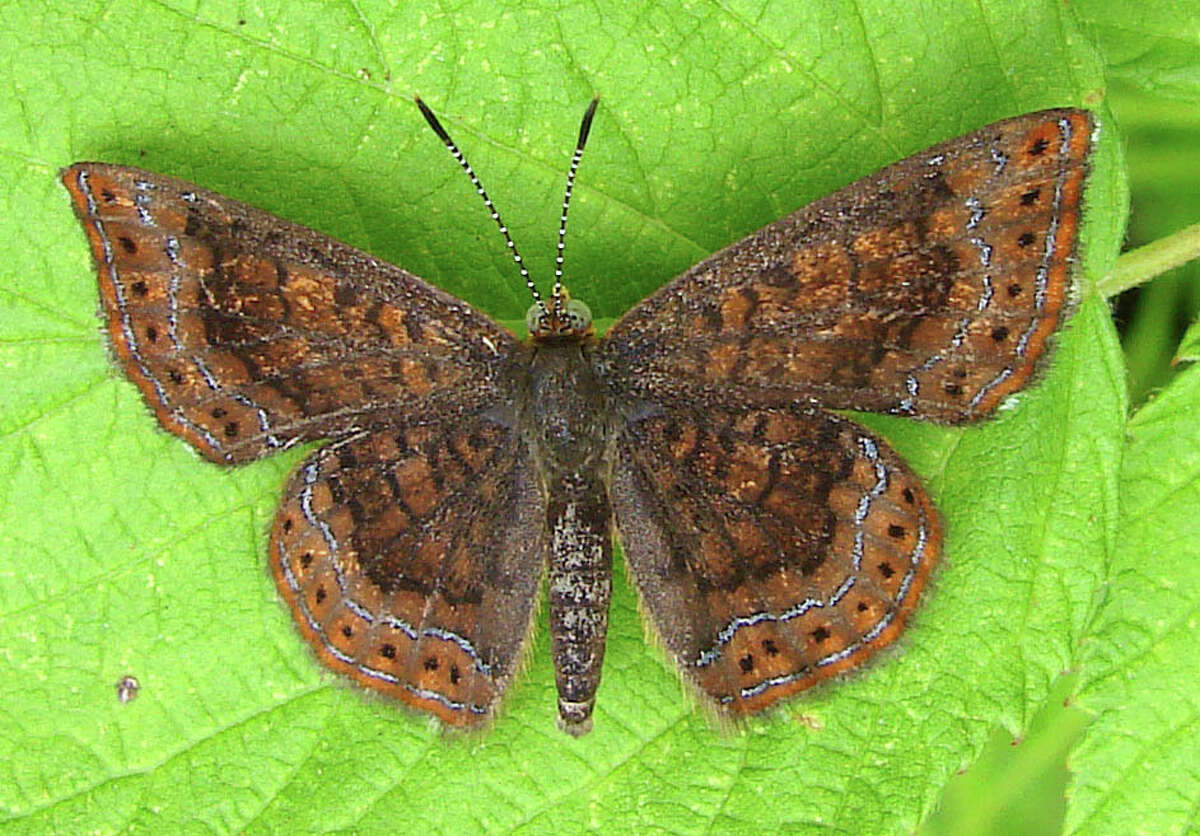 Bethel woodland helps save a butterfly