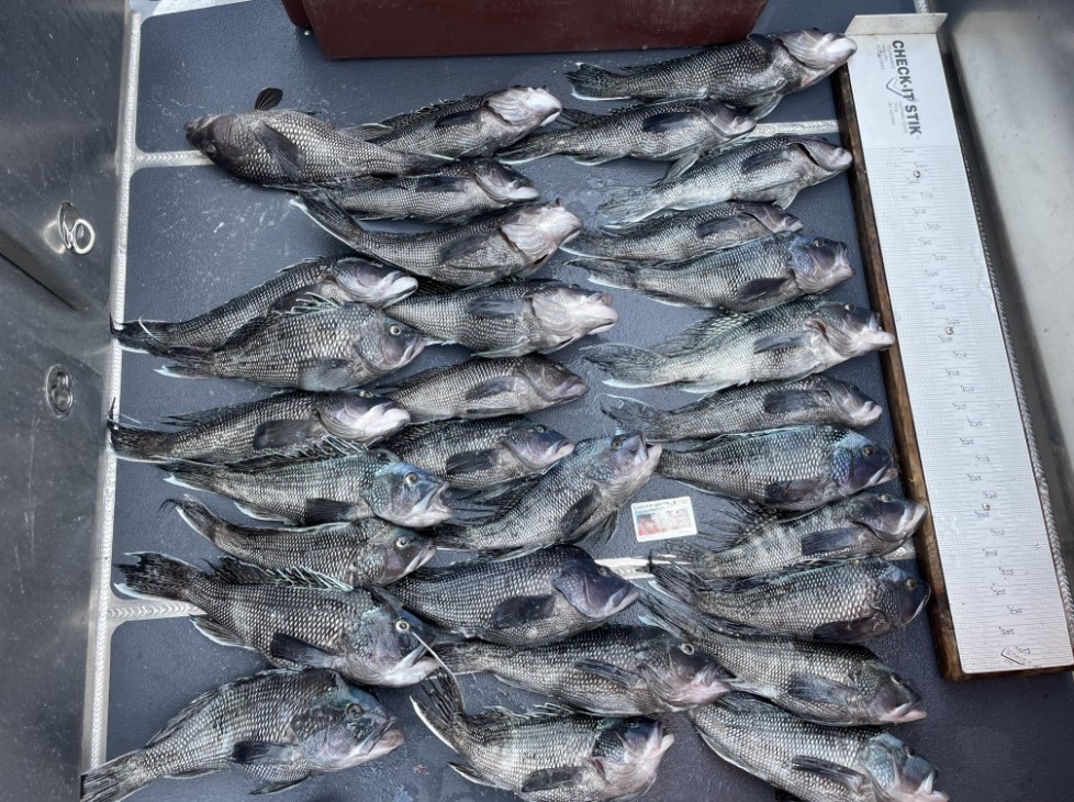 CT fishing captain convicted of poaching black sea bass in NY waters