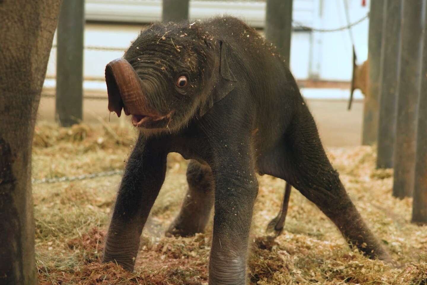 There's a new baby elephant at the Houston Zoo