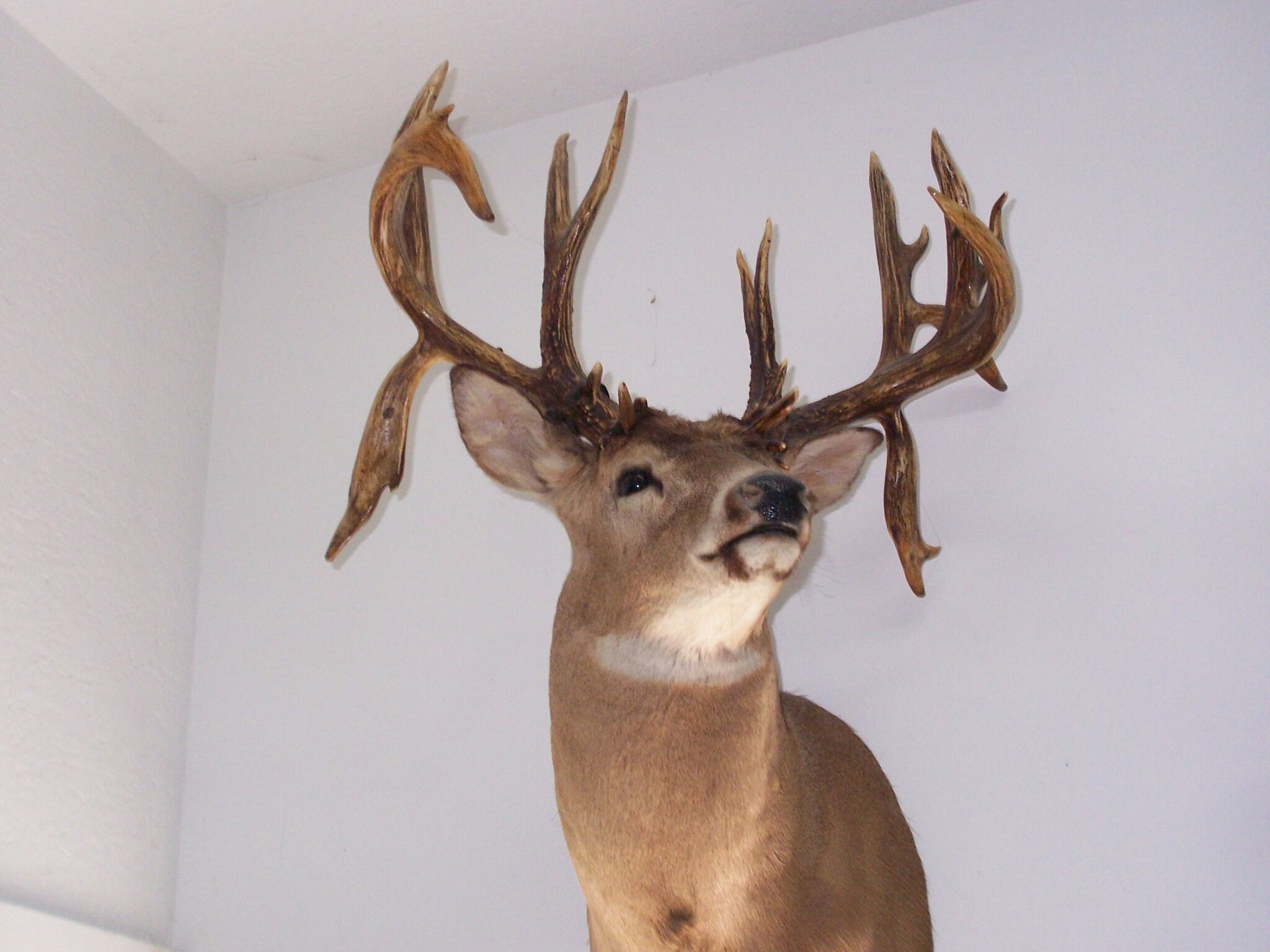 The wonder of Tuscola County’s monster 'Seney Buck'
