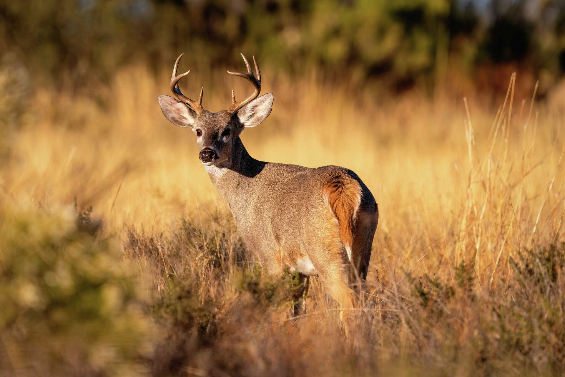 Michigan House proposes deer hunting bills: baiting, free antlerless
