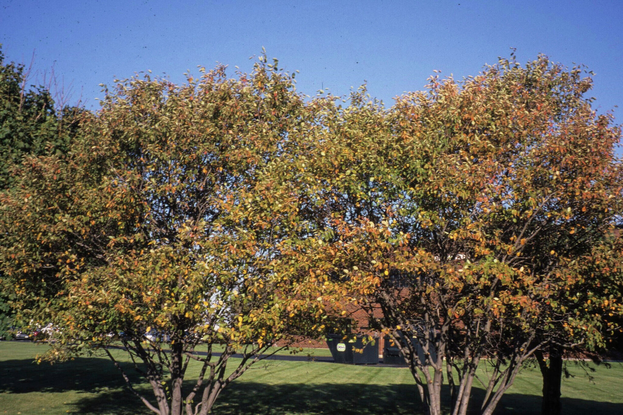 Under-used serviceberry helps wildlife