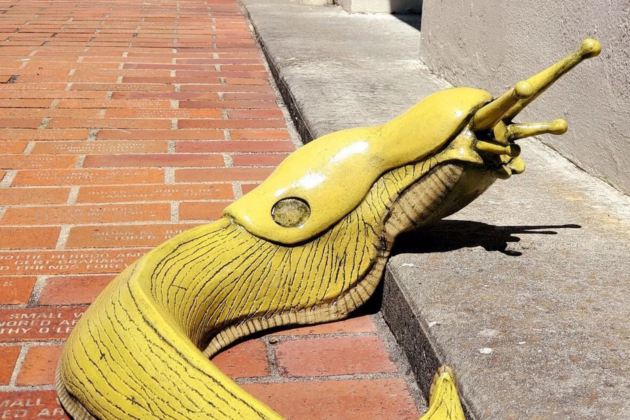 The missing banana slug that has a California community outraged