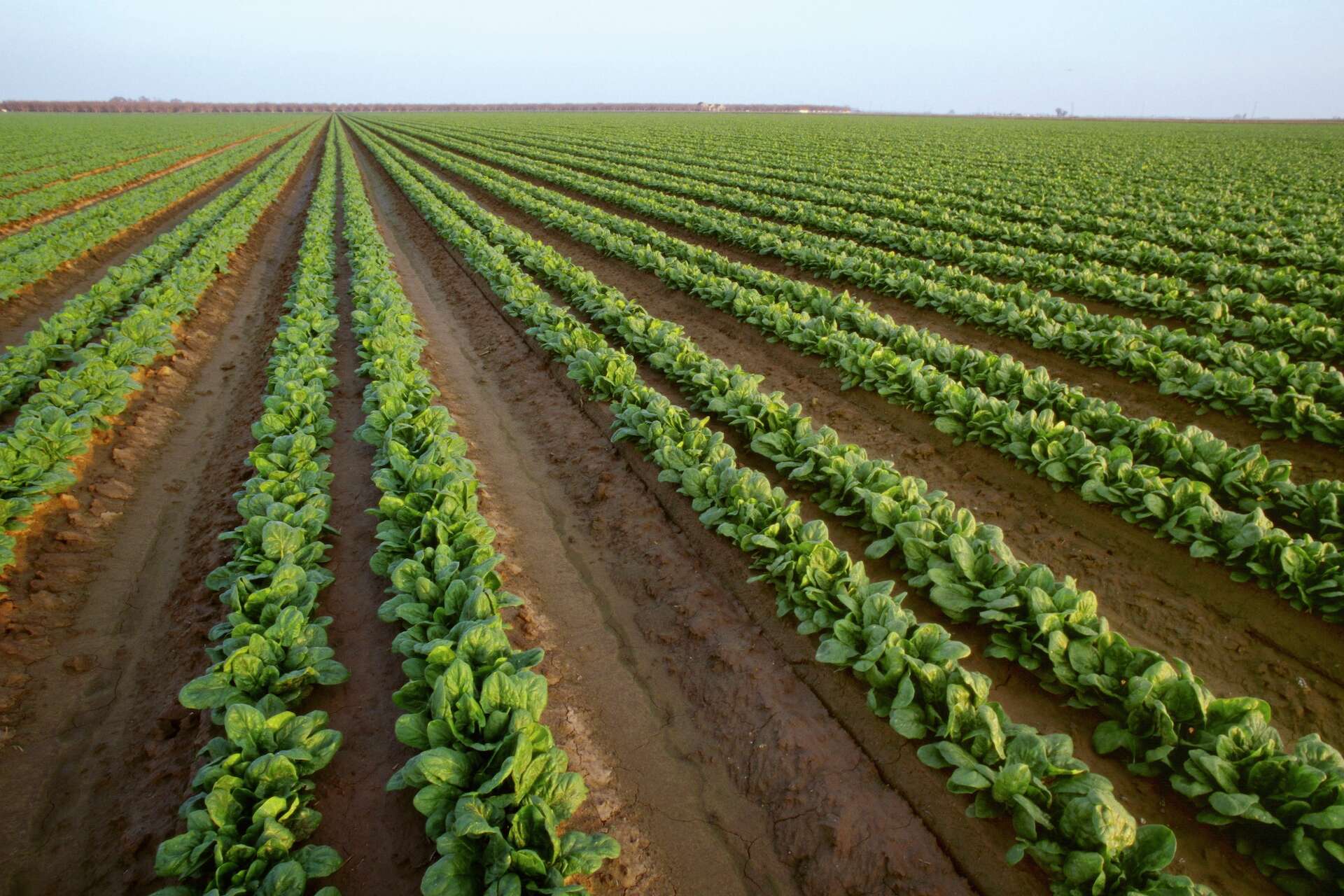 Calif.'s Central Valley sinking at record-breaking pace, study shows