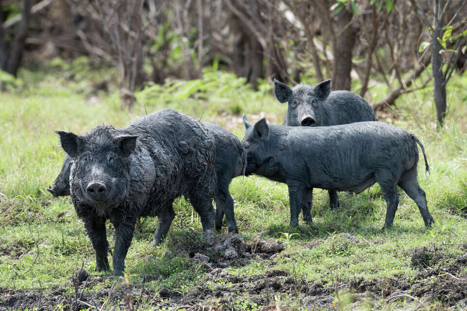 Aggressive feral hog tries to attack Houston man in wheelchair