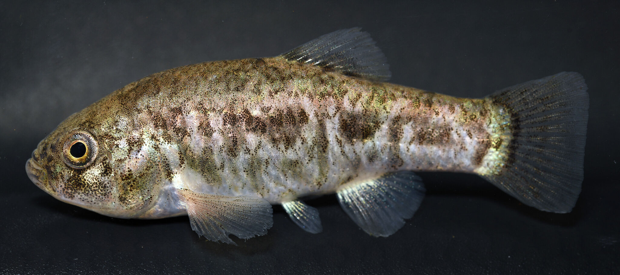 Pupfish reaction: Cruz, Pfluger say attacks on Permian will stop under