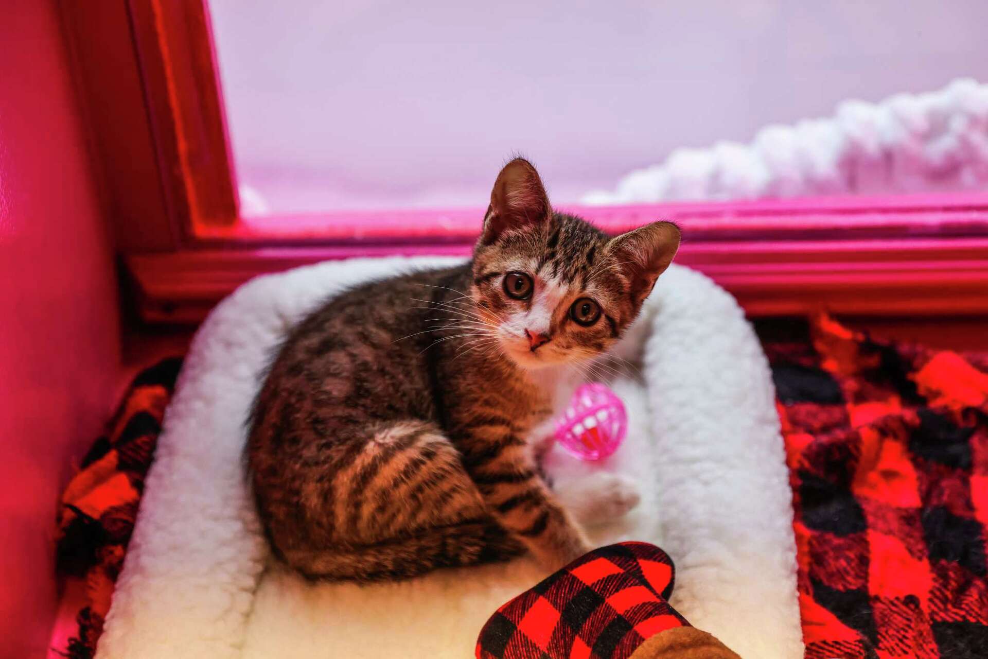 S.F.’s holiday season begins with adoptable pets in Macy’s windows
