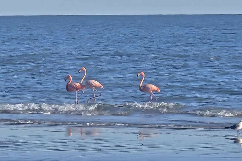 Three flamingos spotted on Texas Gulf Coast in rare sighting