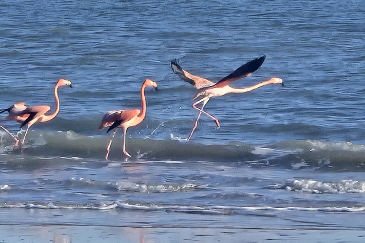Three flamingos spotted on Texas Gulf Coast in rare sighting