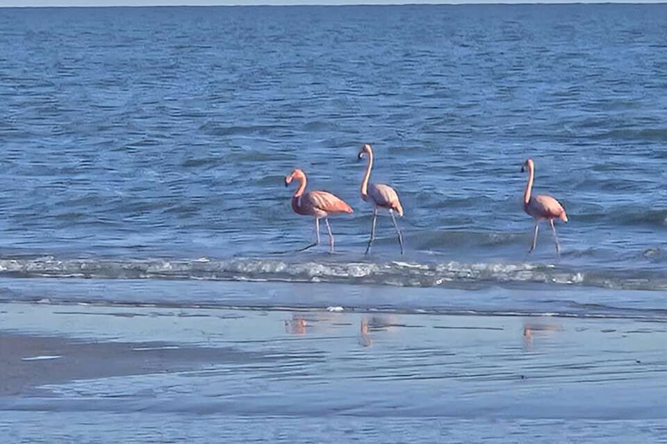 Three flamingos spotted on Texas Gulf Coast in rare sighting