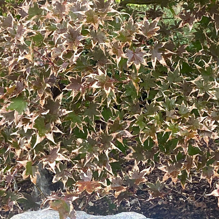More than the drought damaged this Japanese maple
