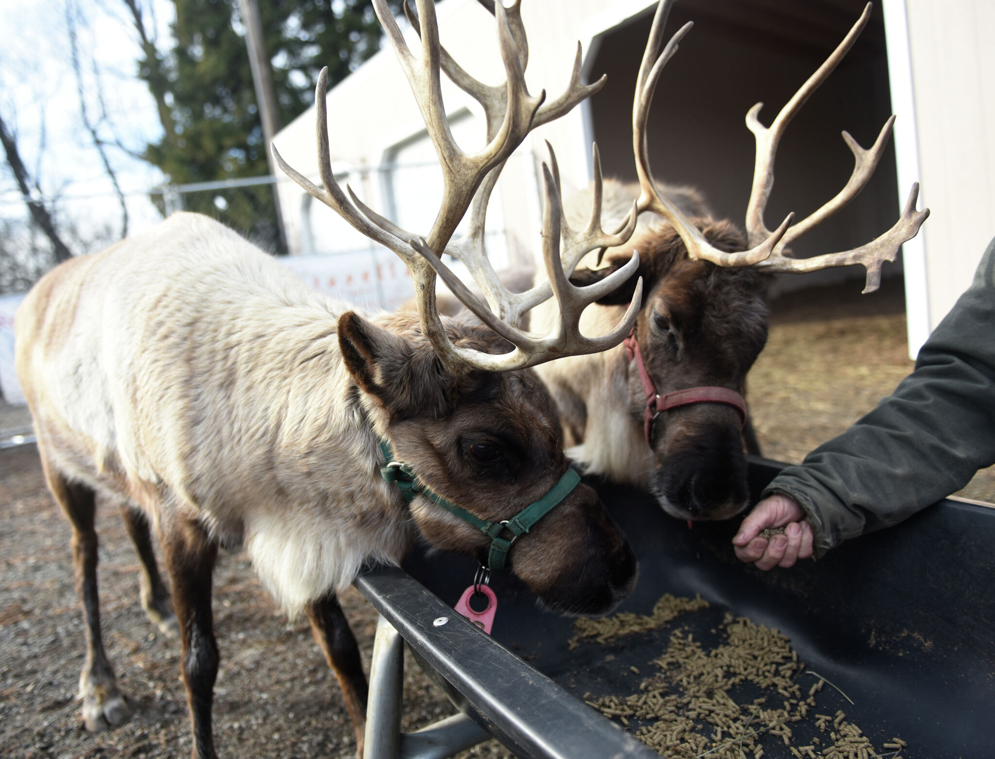 Greenwich Reindeer Festival returns with live animals and Santa