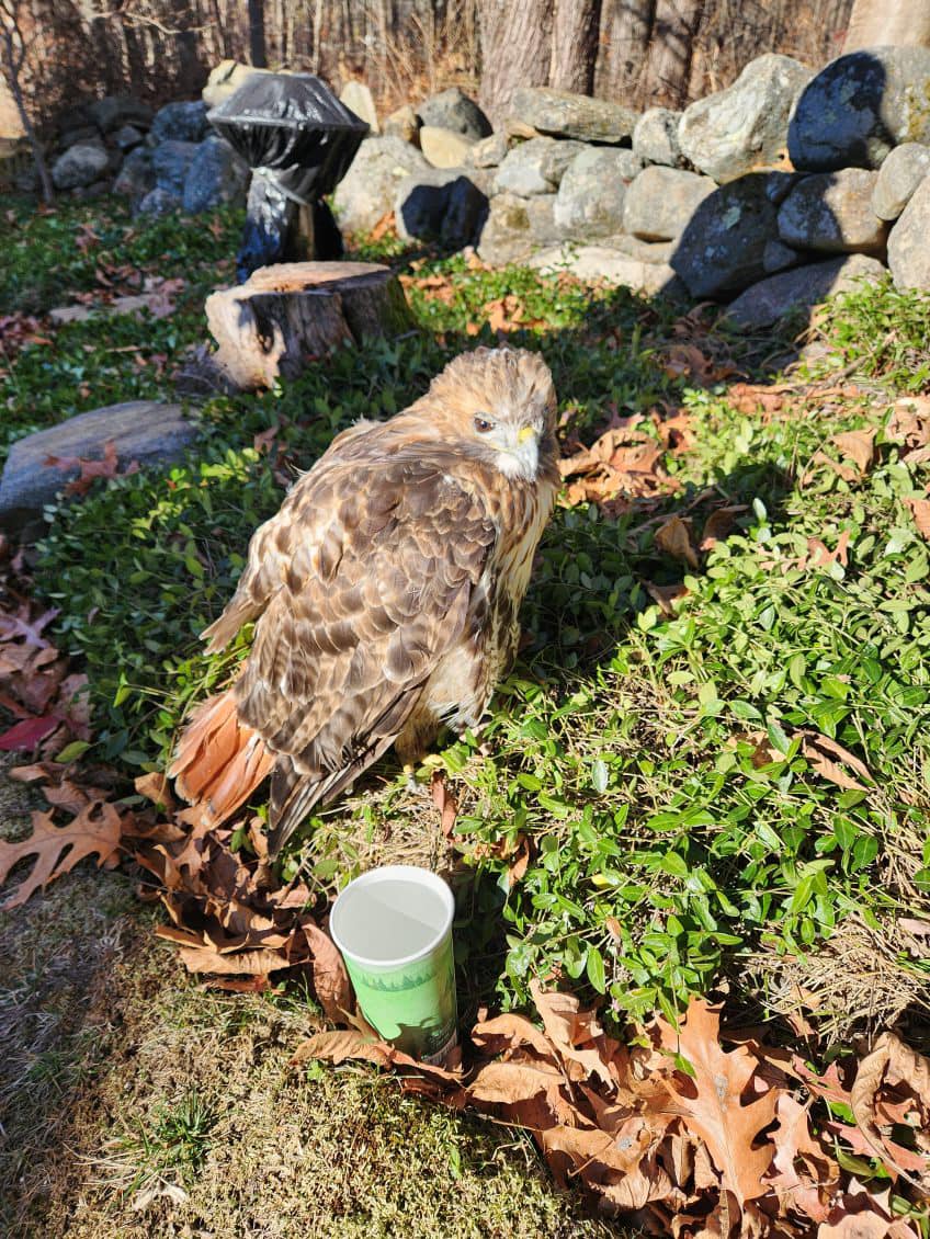 'Wobbly and lethargic' hawk is rescued in Wolcott, police say