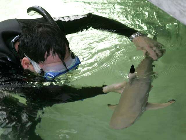 ‘Gladiator II’: Could sharks really live in the Roman Colosseum?