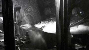 ‘Gladiator II’: Could sharks really live in the Roman Colosseum?