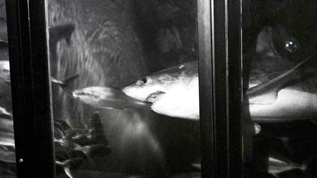 ‘Gladiator II’: Could sharks really live in the Roman Colosseum?