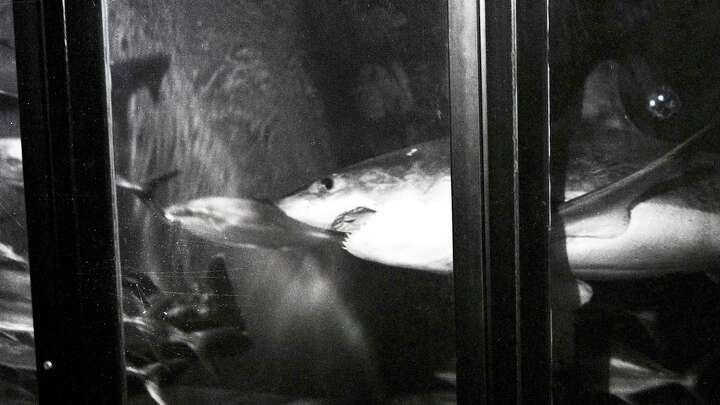 ‘Gladiator II’: Could sharks really live in the Roman Colosseum?