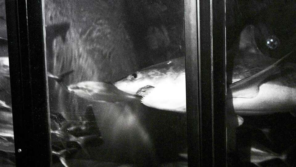 ‘Gladiator II’: Could sharks really live in the Roman Colosseum?