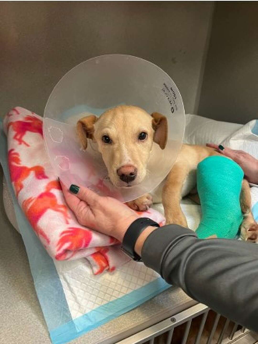 Portrait of a rescuer: Seuk Kim, the man who died for dogs