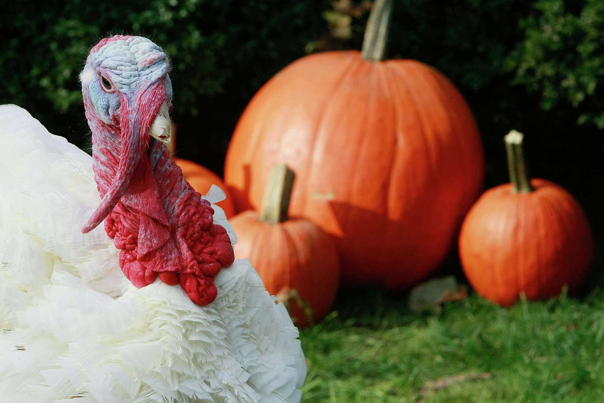 Where do the pardoned turkeys go? For years, it was Disneyland.