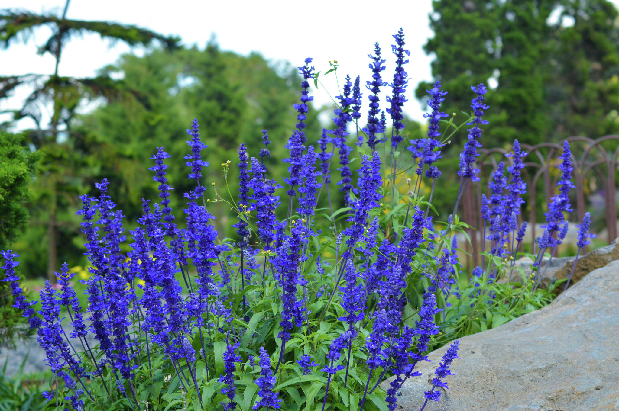 Fall is the perfect time to plant native perennials in Texas