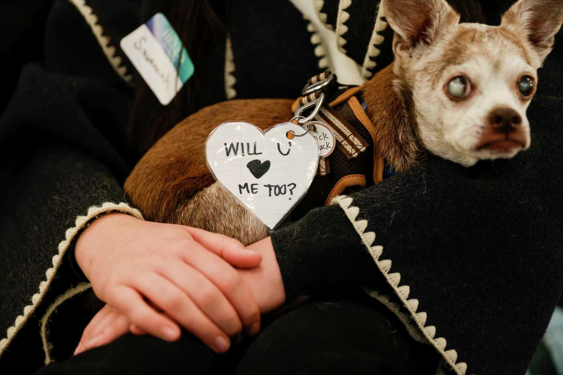 Muttville’s new home a place ‘where people can fall in love’ with dogs