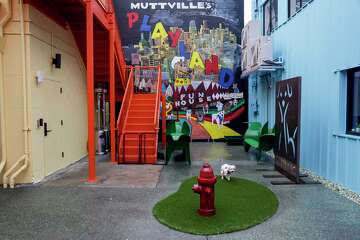 Muttville’s new home a place ‘where people can fall in love’ with dogs