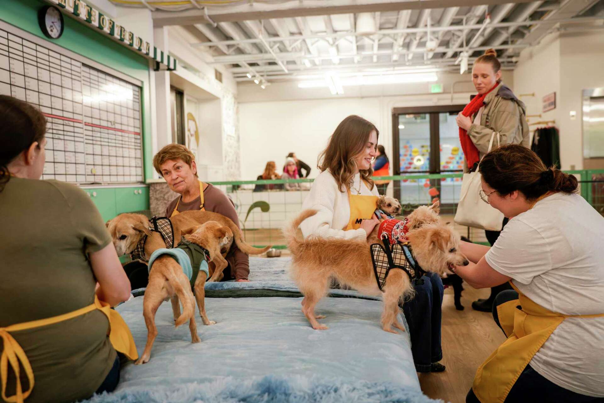 Muttville’s new home a place ‘where people can fall in love’ with dogs