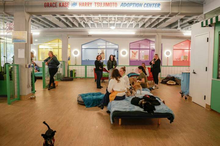 Muttville’s new home a place ‘where people can fall in love’ with dogs