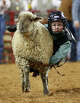 Houston Rodeo's mutton bustin' competition still popular with kids