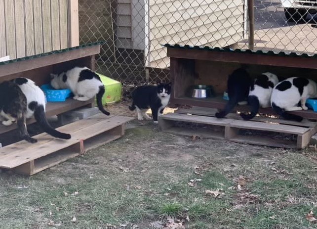 Animal rescuers say CT's stray cat overpopulation problem is a crisis