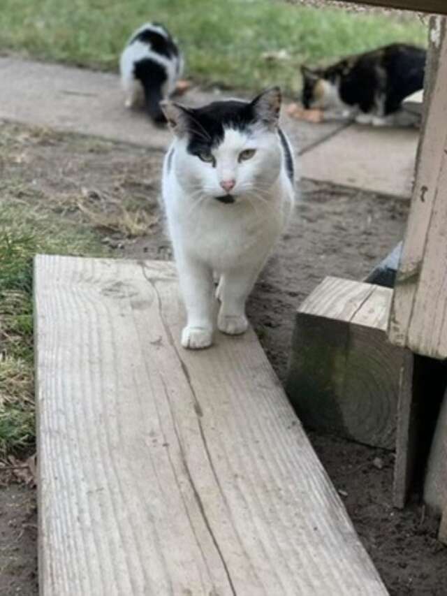 Animal rescuers say CT's stray cat overpopulation problem is a crisis