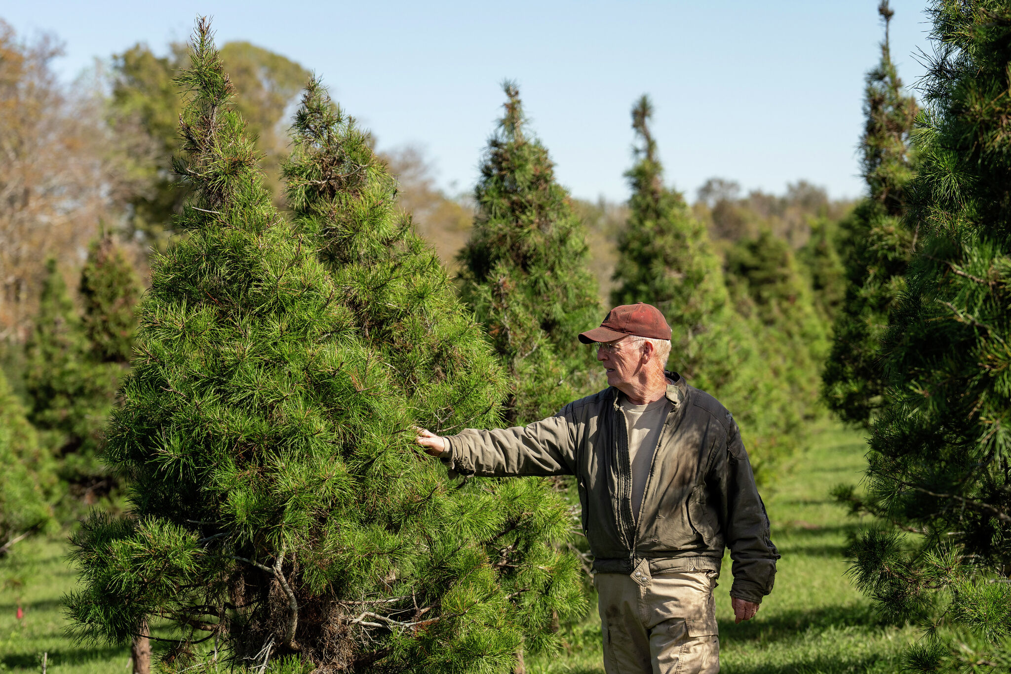 Tips for picking out and caring for a live Christmas tree