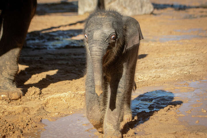 Why the Houston Zoo's new baby elephant has 'googly eyes'