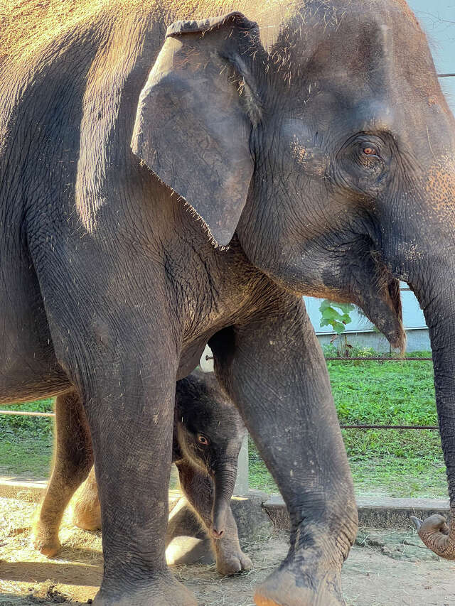 Why the Houston Zoo's new baby elephant has 'googly eyes'