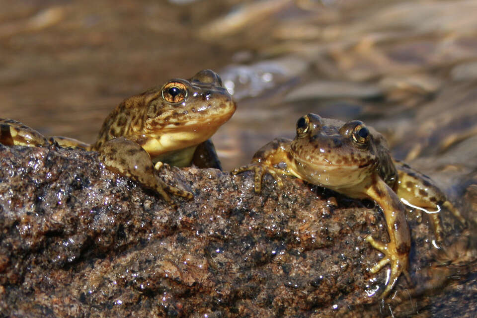 How a rare animal was saved from the brink of extinction in Yosemite
