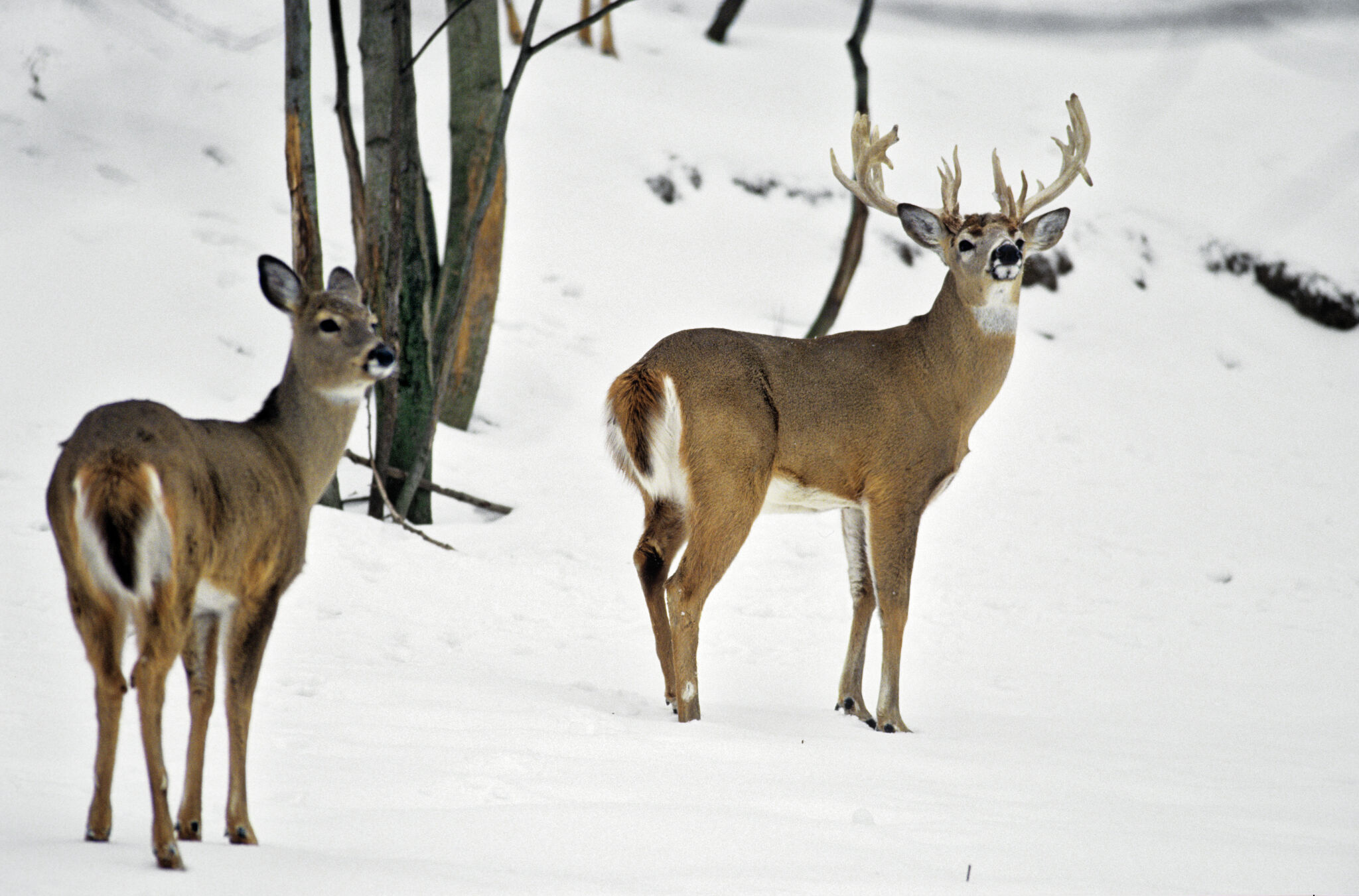 Michigan hunters harvest over 118,000 deer as firearm season nears end