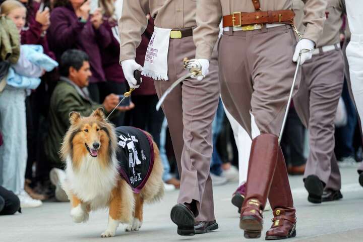 Texas A&M mascot Reveille X has right eye removed during surgery