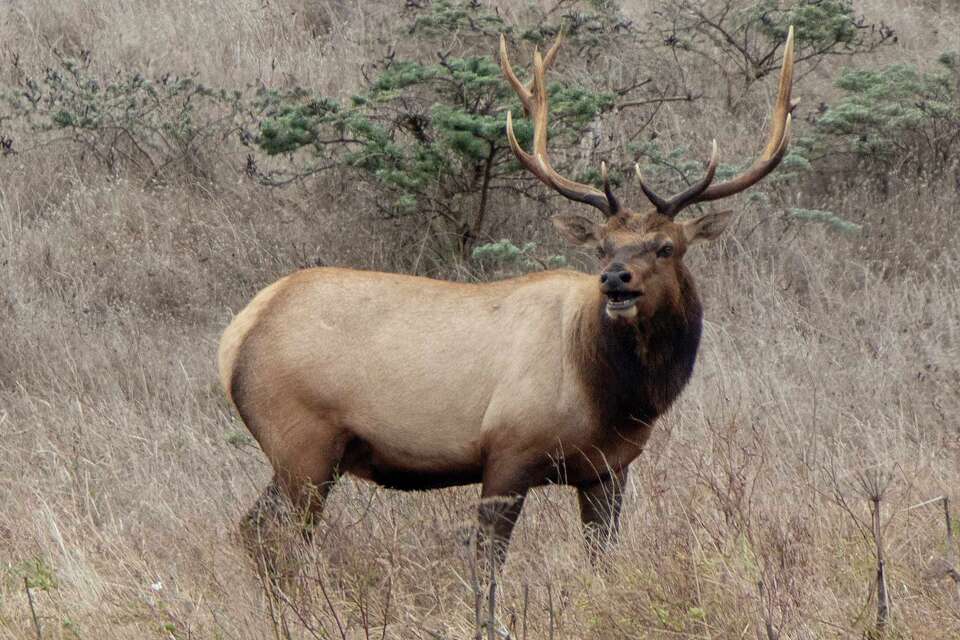 Elk will soon roam free in California national park after big change